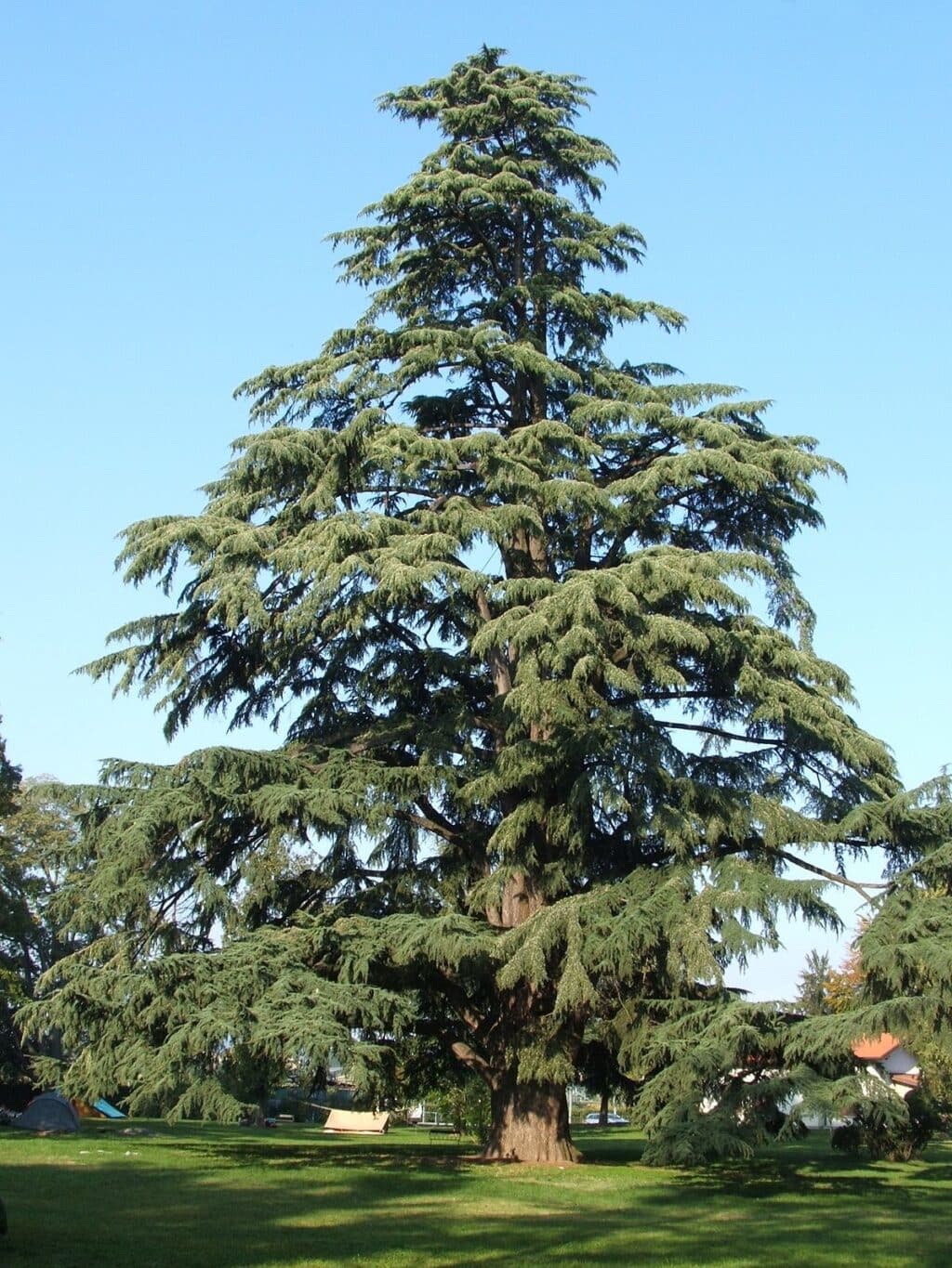 Cedrus Deodara - verdepubblico.it