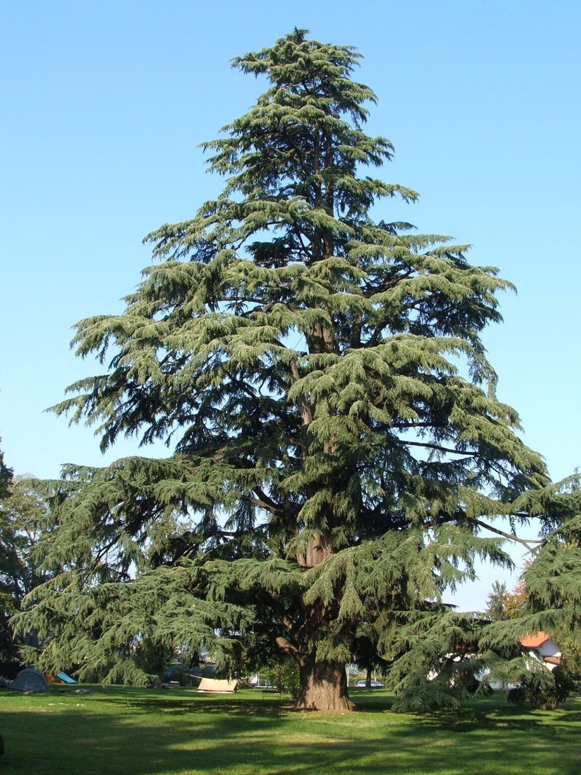 Cedrus Deodara - verdepubblico.it