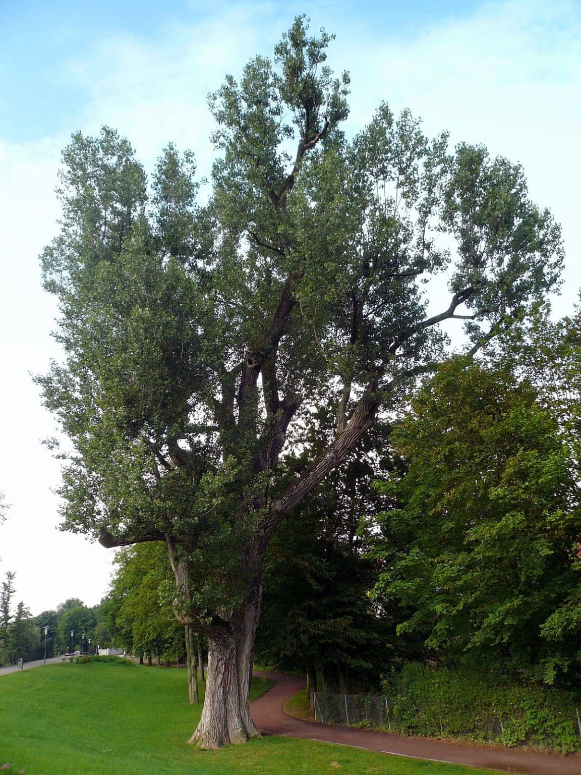 Populus Nigra - verdepubblico.it