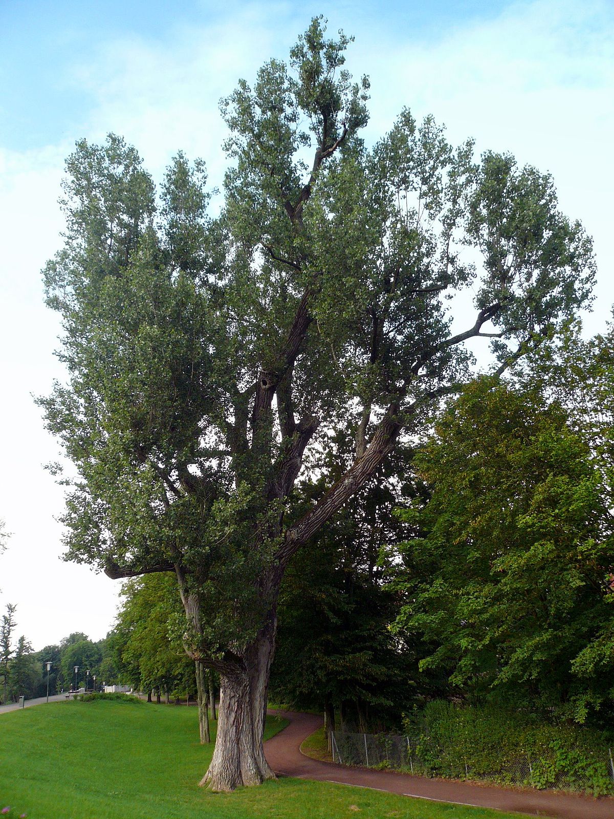 Populus Nigra - verdepubblico.it